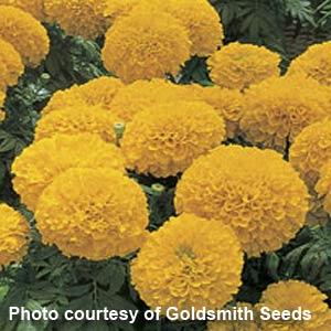 Inca Orange African Marigold
