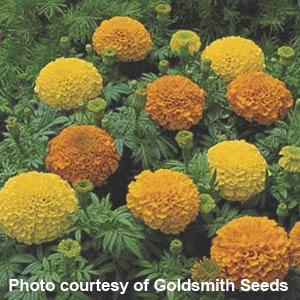 Inca Orange African Marigold