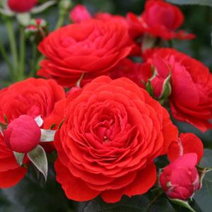 Rose Veranda® Sunbeam