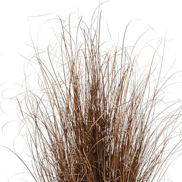 Red Rooster ColorGrass® Carex