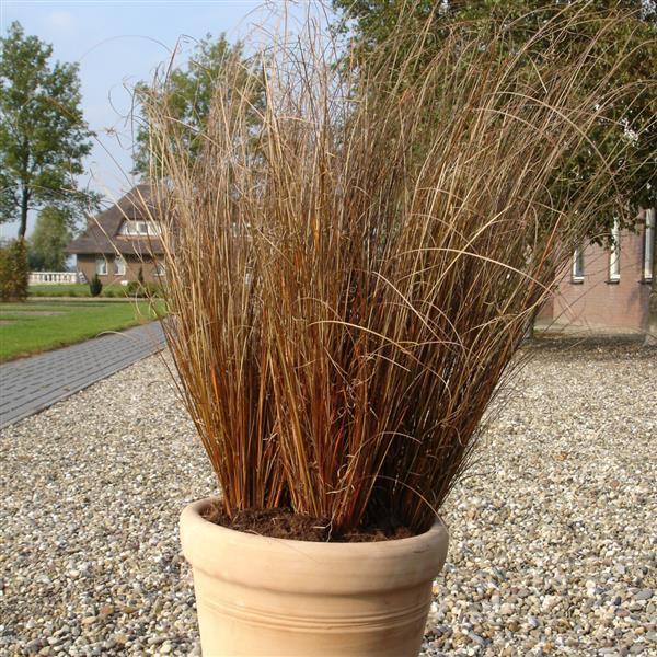 Red Rooster ColorGrass® Carex