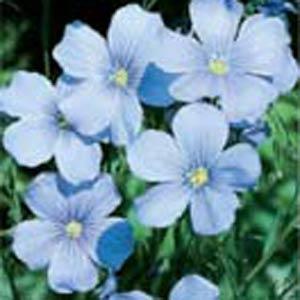 Linum perenne Blue Sapphire