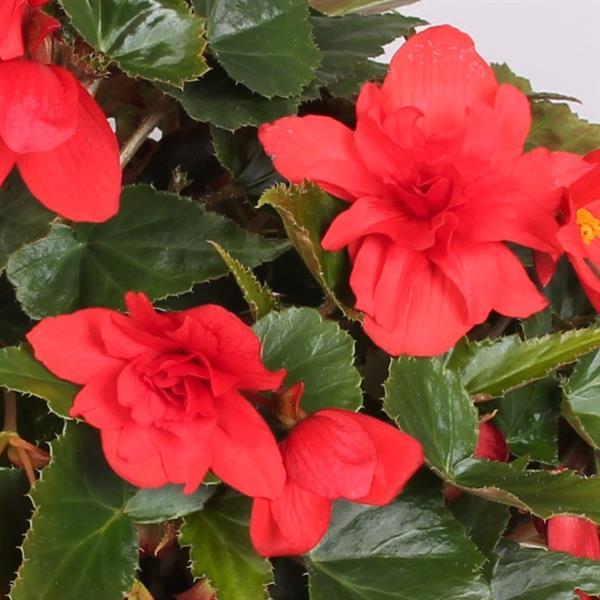 Rivulet® Double Red Begonia Boliviensis