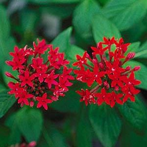 Ruby Glow Pentas