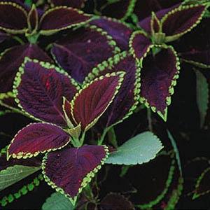 Pat Martin Coleus