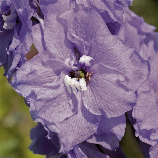 Delphinium Pacific Giants Cameliard