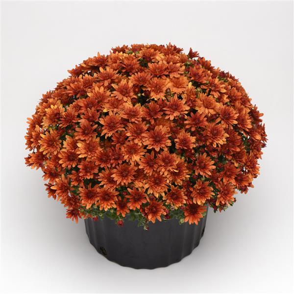 Kickin' Spicy Orange Garden Mum