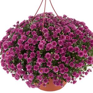 Skyfall® Pink Garden Mum