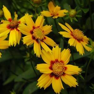 Coreopsis grandiflora Sunray