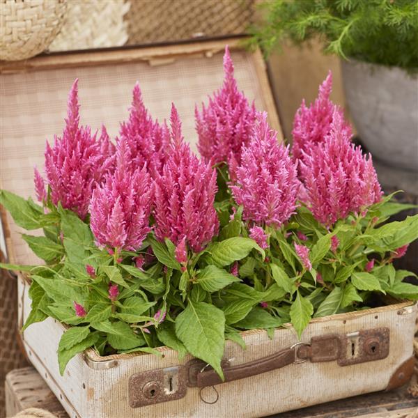 Arrabona Pink Celosia