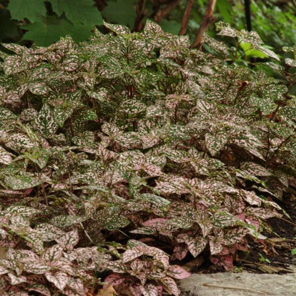 Splash Select™ Rose Hypoestes