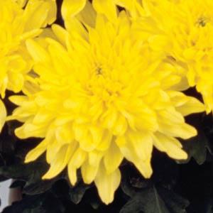 Onyx Time Yellow Pot Mum