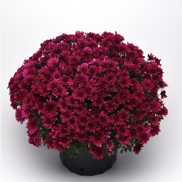 Venus Purple Garden Mum