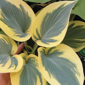 Hosta Valley's Glacier