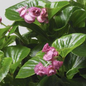 Queen Pink Begonia