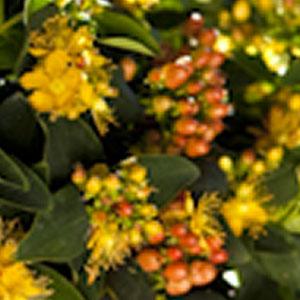 Hypericum Harvest Festival Coral